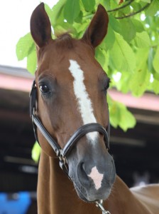 Horse Passports | Pet ID Equine Horse Passport details and fees